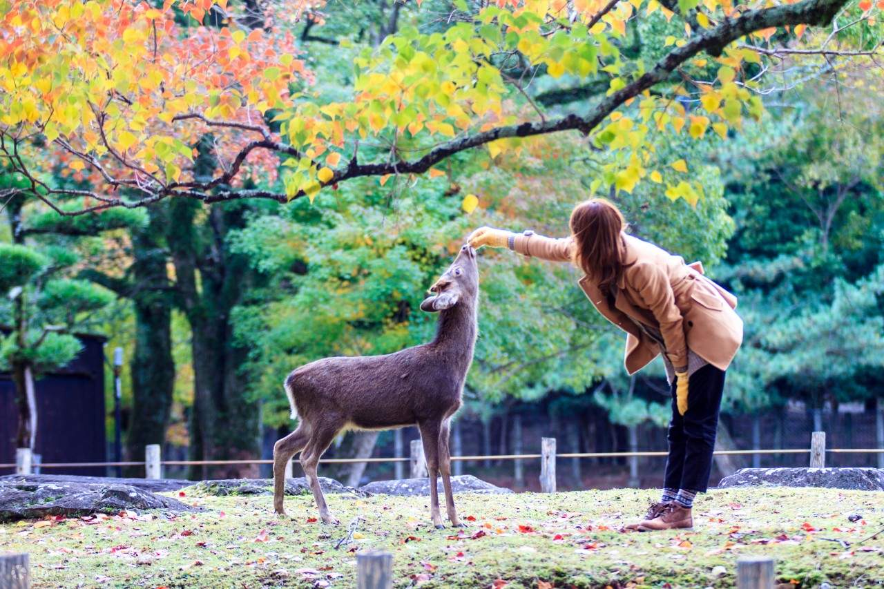 [Kyoto & Nara & Uji Day Trip] Nara Park's Adorable Deer & Fushimi Inari ...